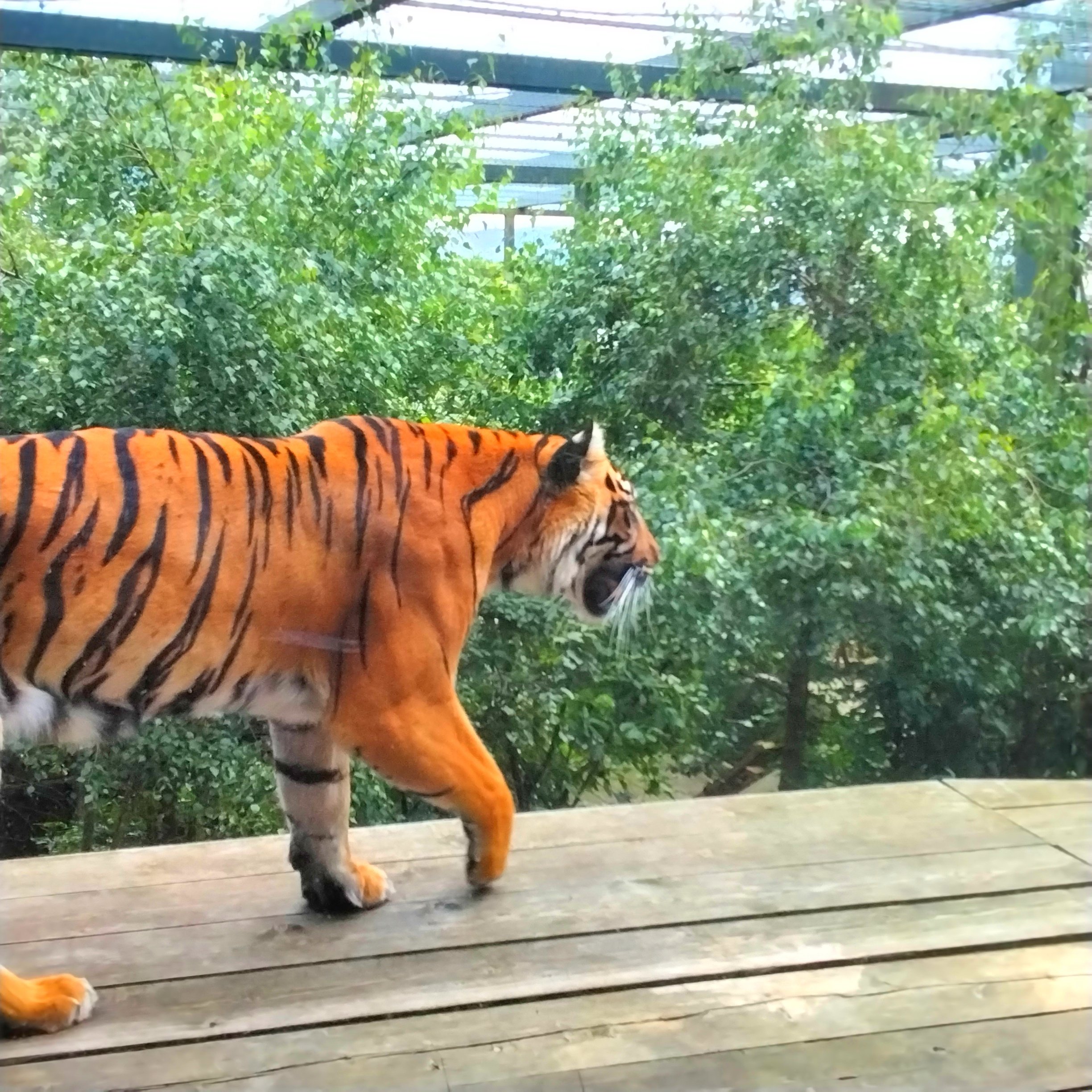 The Day Arrived – Bogenwald